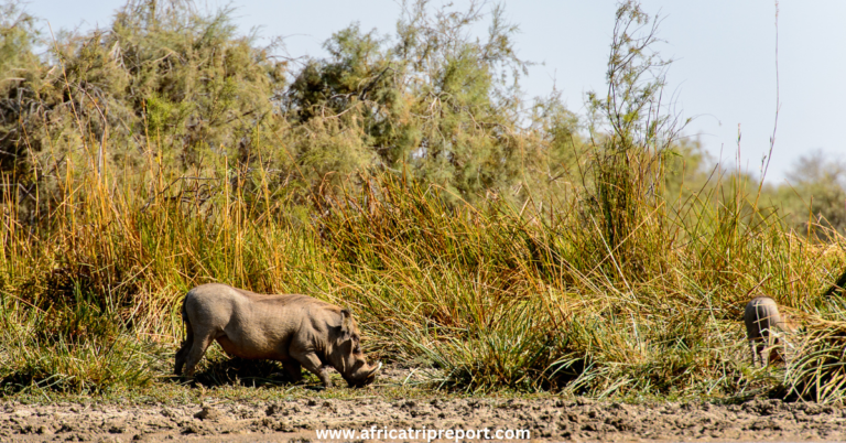 Djoudj National Bird Sanctuary, The Best National Park In Senegal