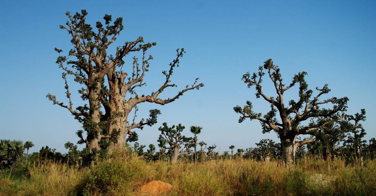 Travel To Diourbel: A Hidden Gem in Senegal - Africa Trip Report